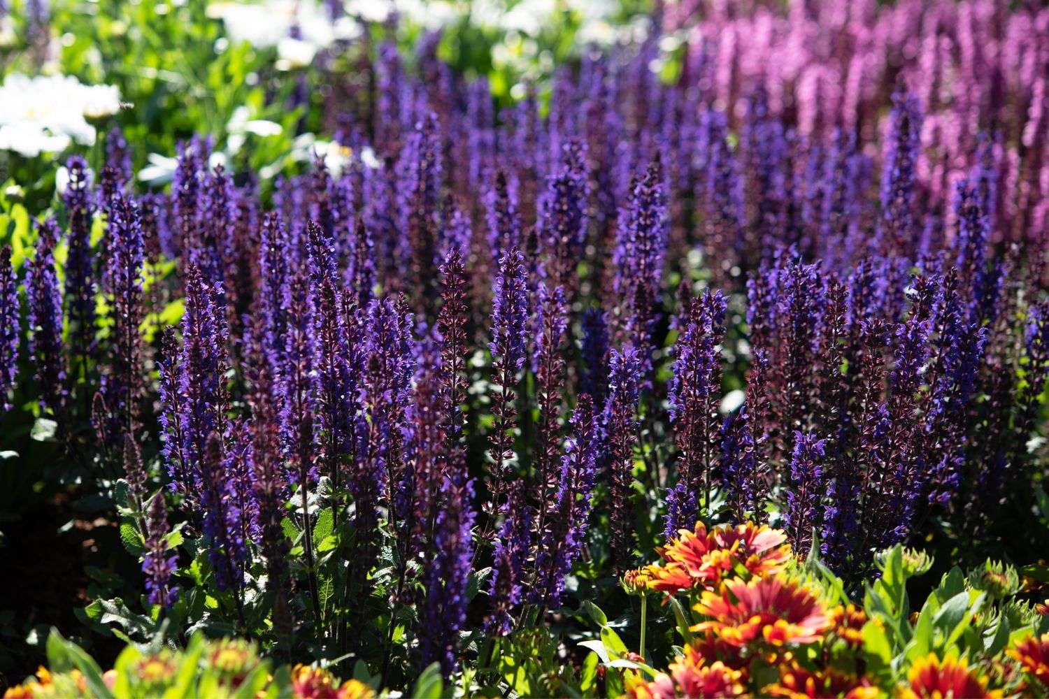 Salvia Nemorosa Salvia Nemorosa 'Mainacht'