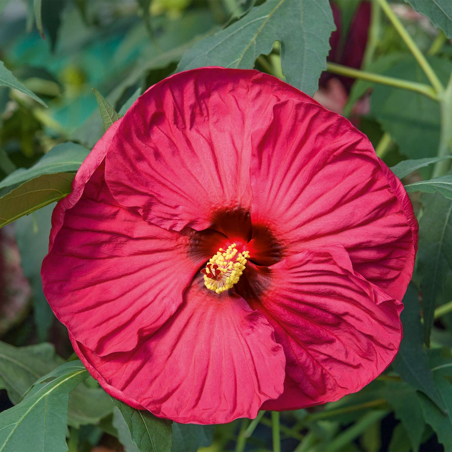 Riesenblutiger Hibiskus Summerfic Summer in Paradise